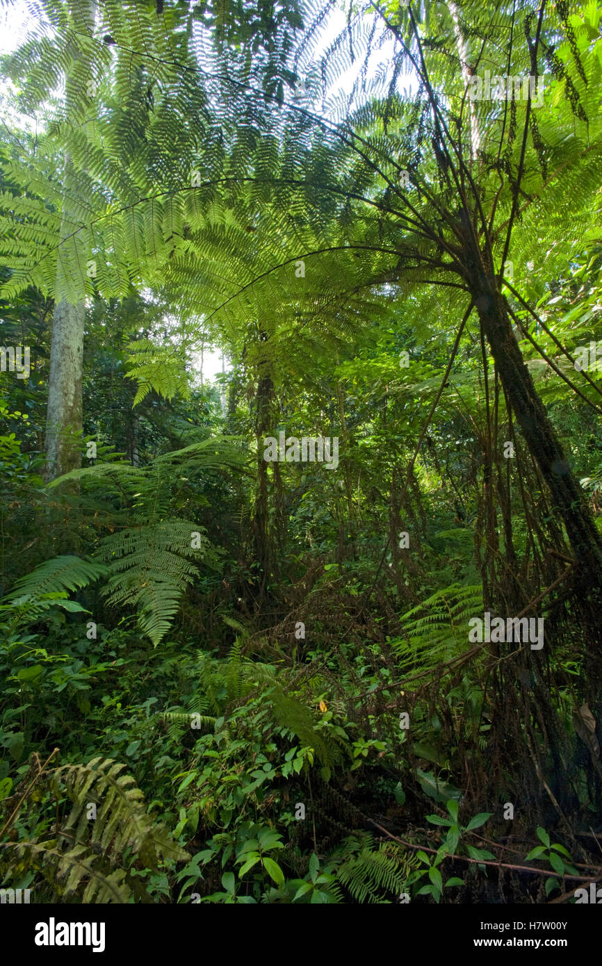 Tree Fern (Alsophila manniana) forest interior, Atewa Range, Ghana ...