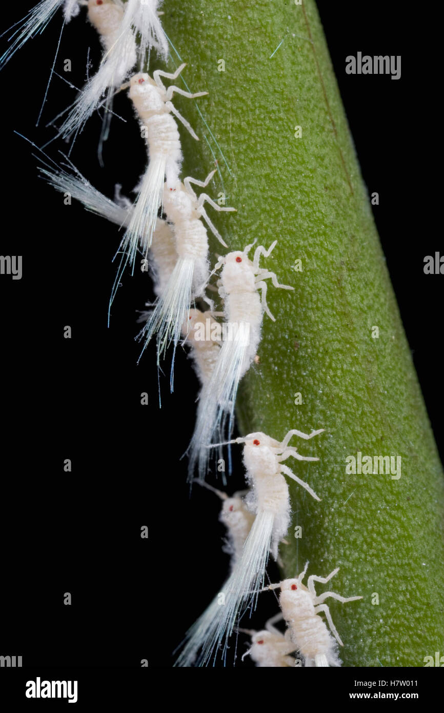 Flatid Planthopper (Flatidae) young, Atewa Range, Ghana Stock Photo - Alamy