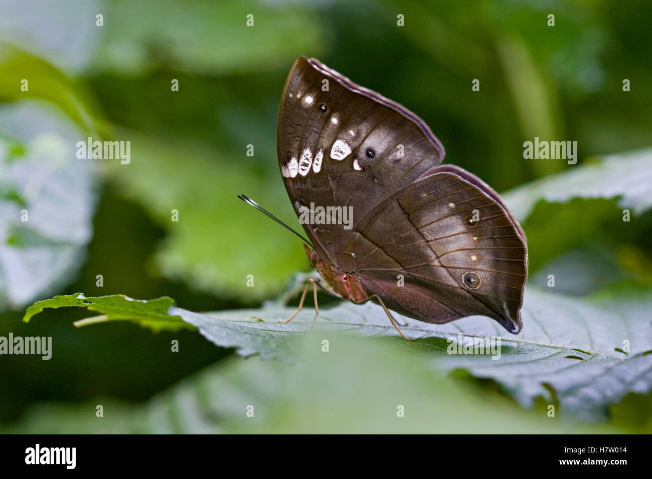 African Leaf (Kallima rumia) butterfly, Atewa Range, Ghana Stock Photo ...