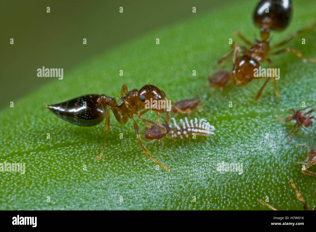 Ant (Crematogaster sp) group tending aphids, Atewa Range, Ghana Stock ...