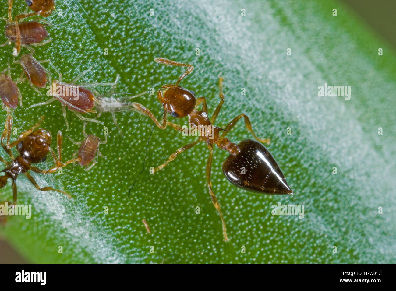 Ant (Crematogaster sp) group tending aphids, Atewa Range, Ghana Stock ...