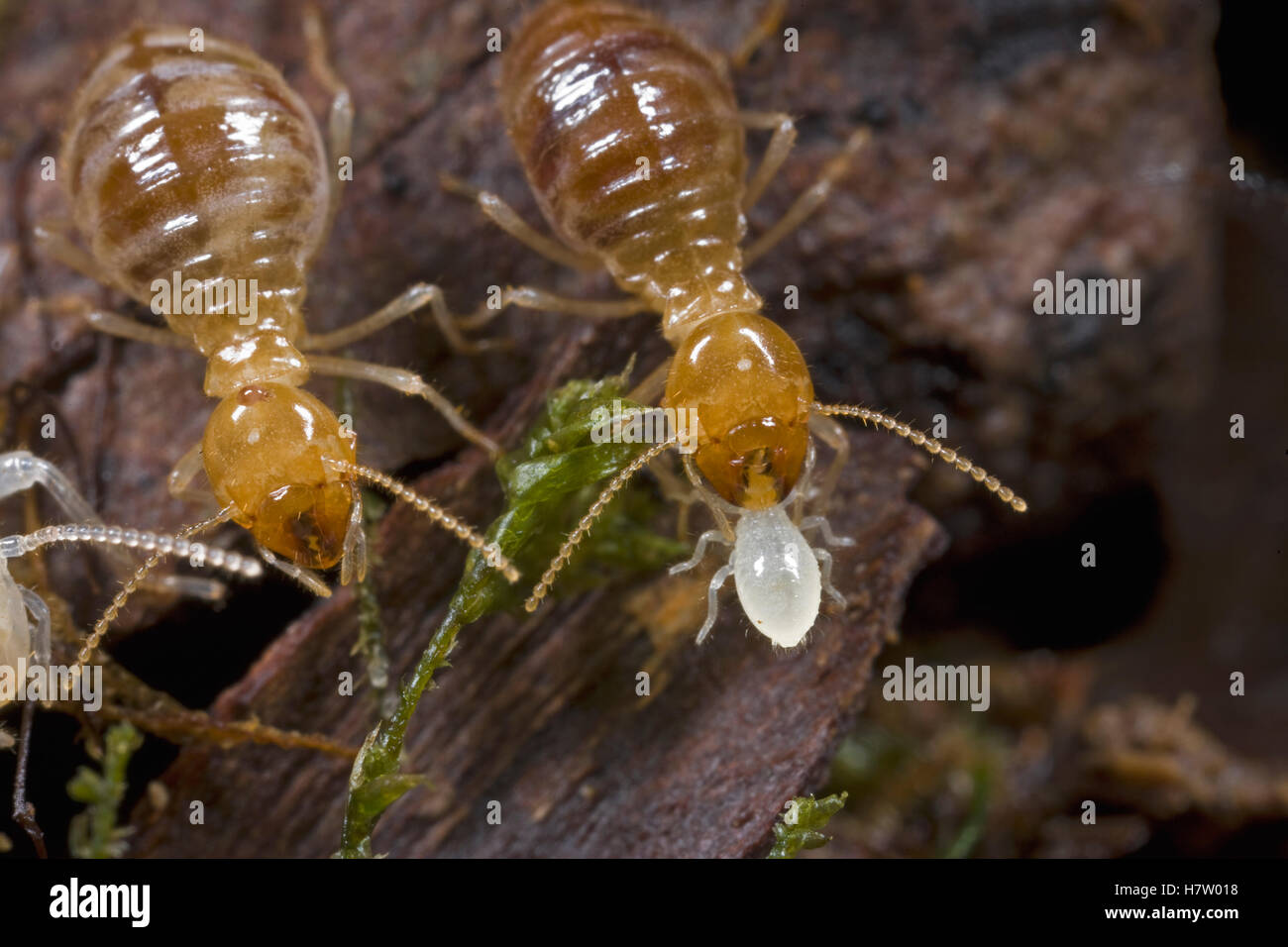Termite worker carrying young nymph, Atewa Range, Ghana Stock Photo - Alamy
