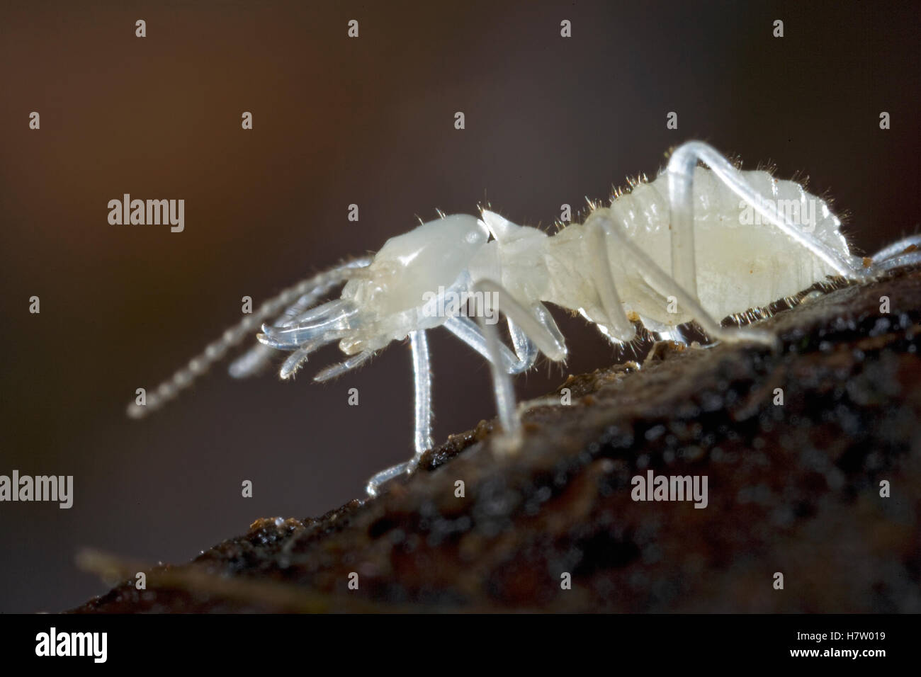 Termite soldier recently molted, Atewa Range, Ghana Stock Photo - Alamy