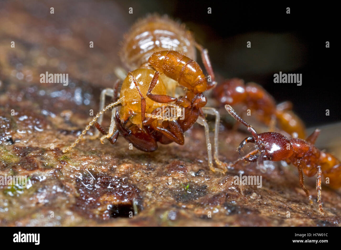 Safari Ant (Dorylus sp) group attacking termite, Atewa Range, Ghana ...