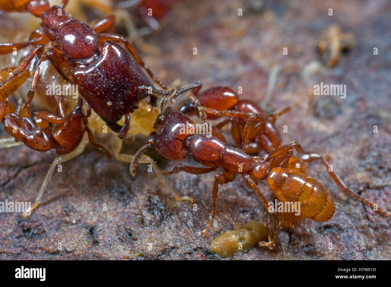 Safari Ant (Dorylus sp) group attacking a colony of termites, Atewa ...
