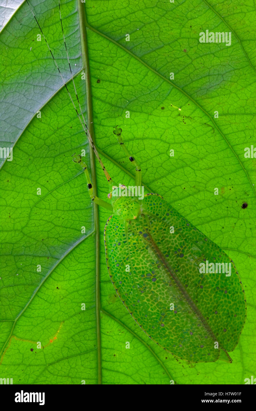 Katydid (Mustius afzelii) camouflaged on leaf, Atewa Range, Ghana Stock ...
