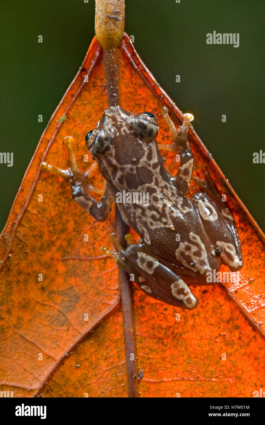 Nigeria Banana Frog (Afrixalus nigeriensis), Atewa Range, Ghana Stock ...