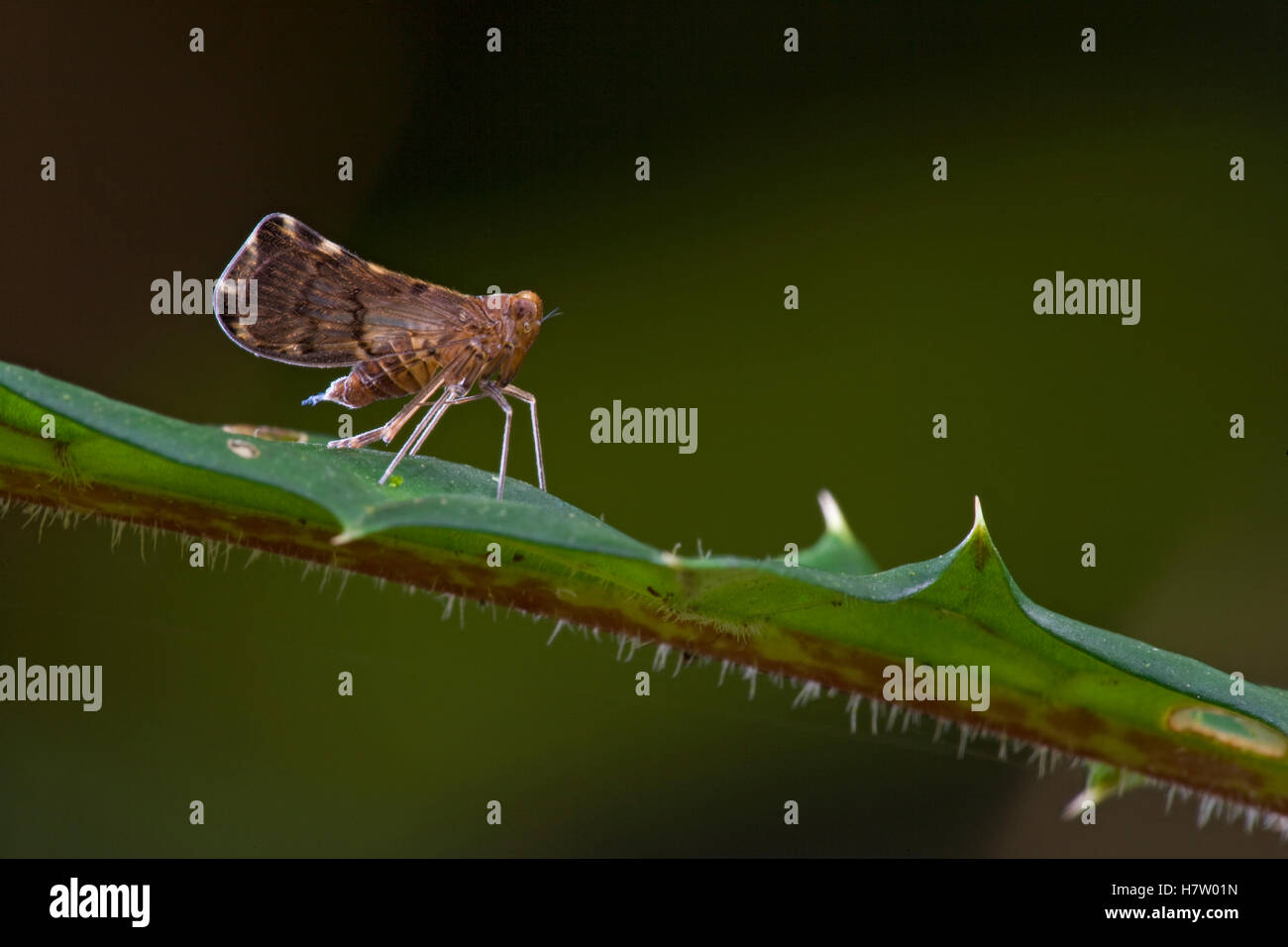 Leafhopper, Atewa Range, Ghana Stock Photo - Alamy