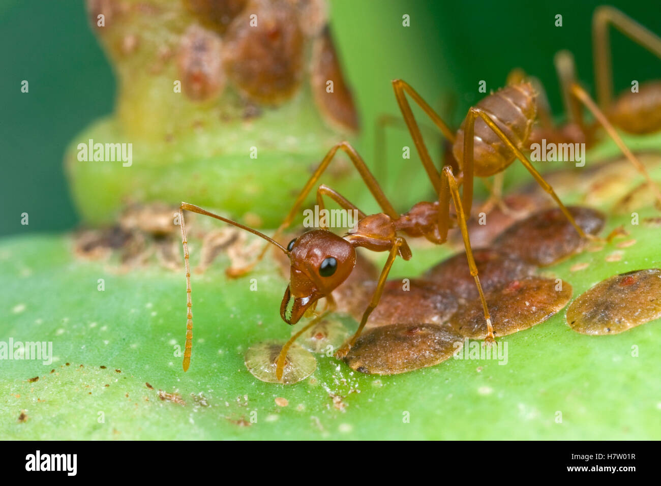 Weaver Ant (Oecophylla longinoda) tending scale insects on mango, Rio ...