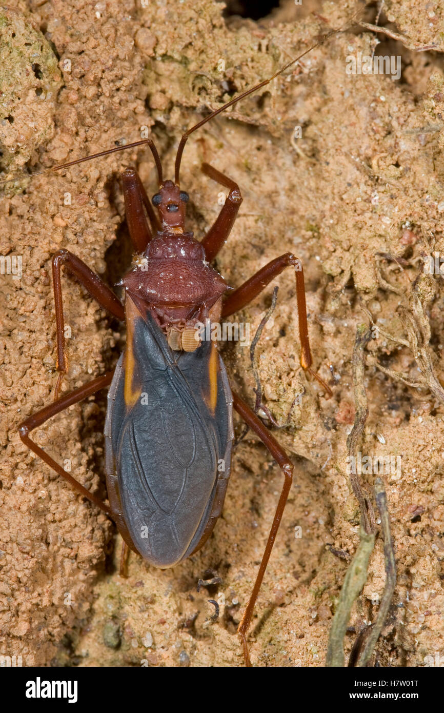 Assassin Bug (Reduviidae) with phoretic pseudoscorpions on its back ...