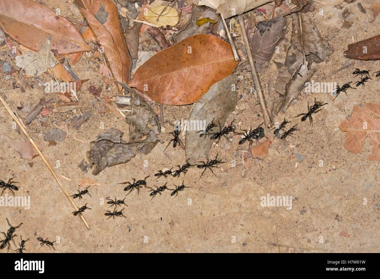 Matabele Ant (Pachycondyla analis) group raiding termite colony and ...