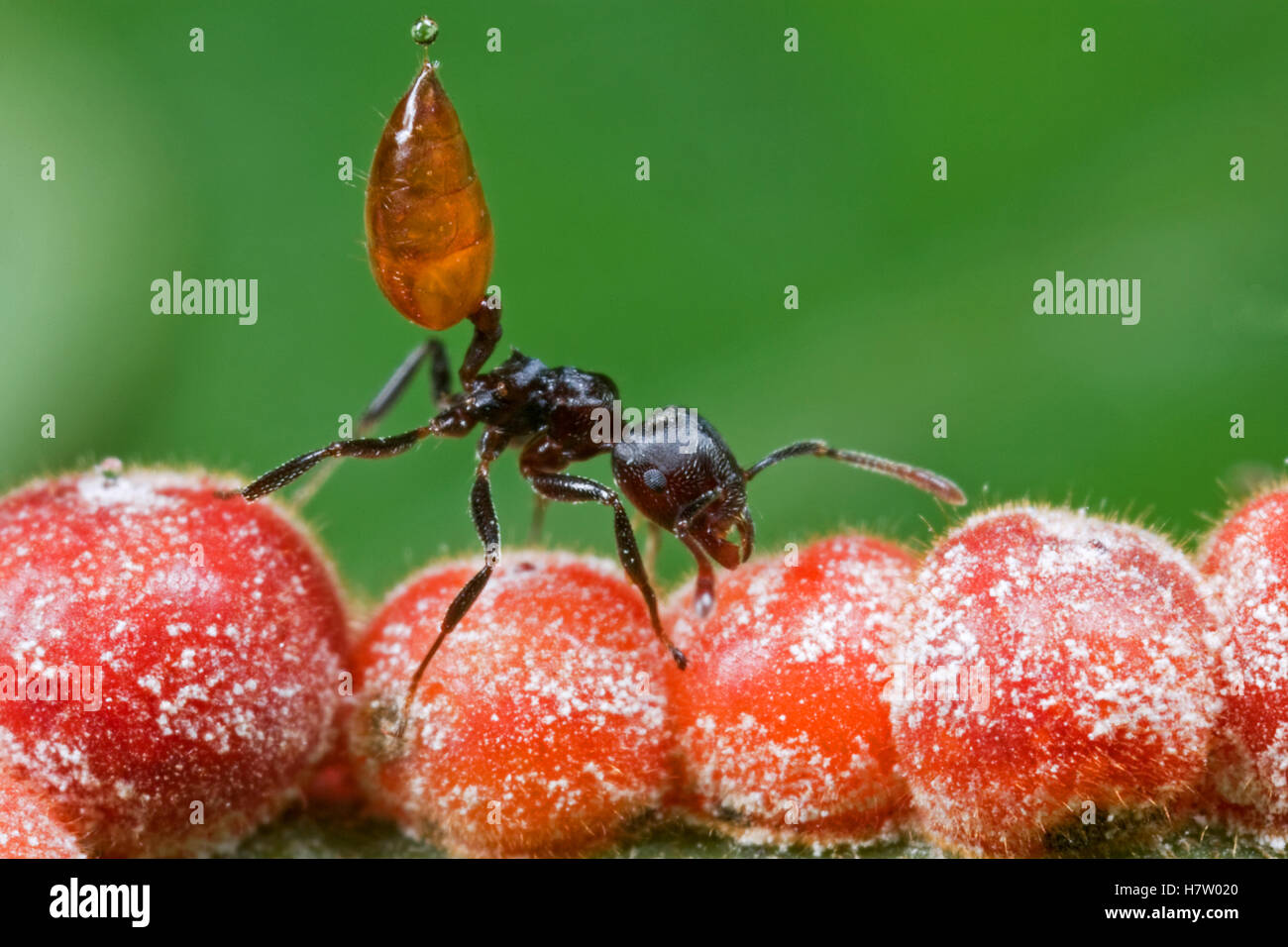 Ant (Crematogaster sp) tending scale insects, Rio Kapatchez, Guinea ...