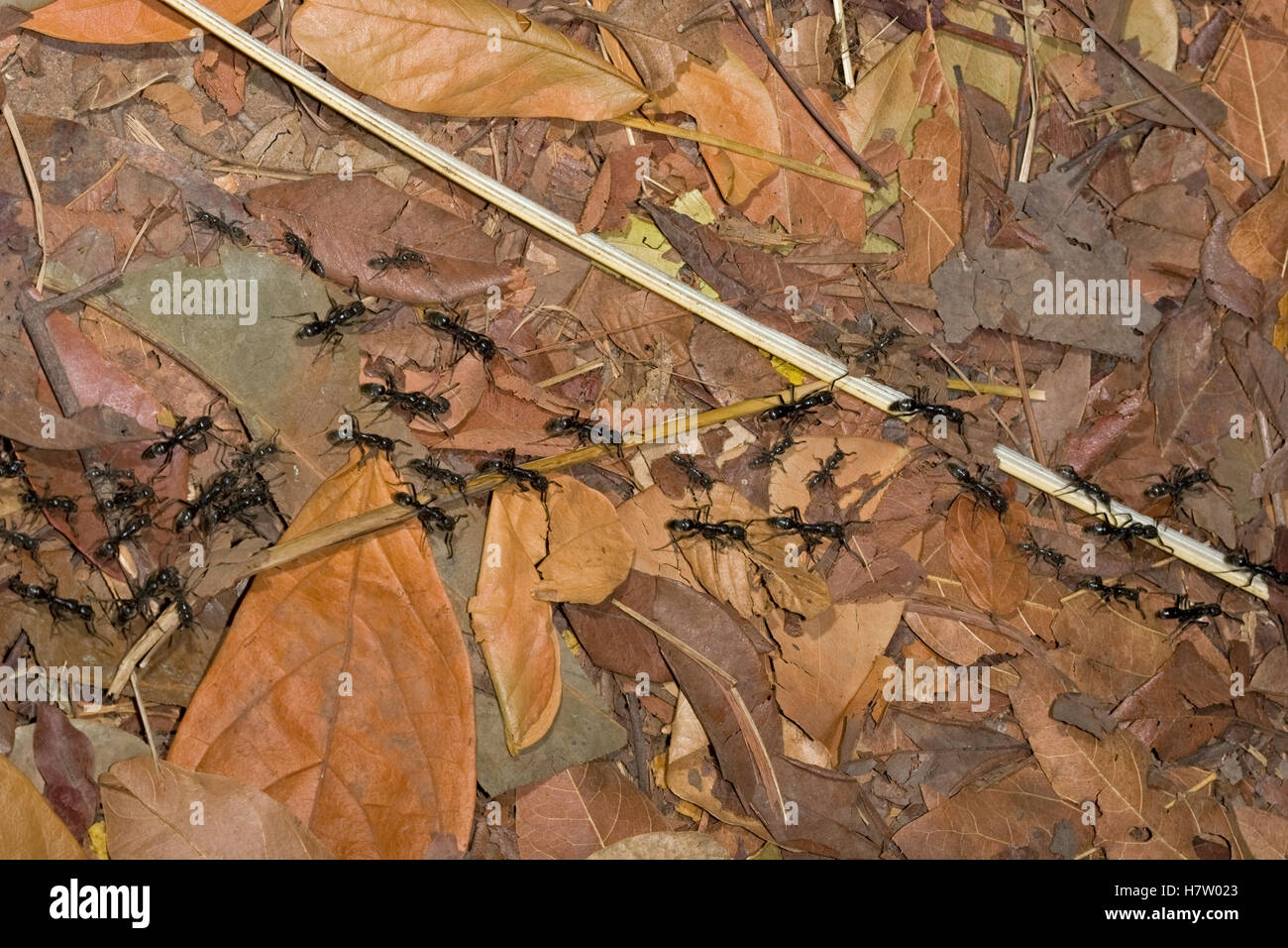 Matabele Ant (Pachycondyla analis) group raiding termite colony and ...