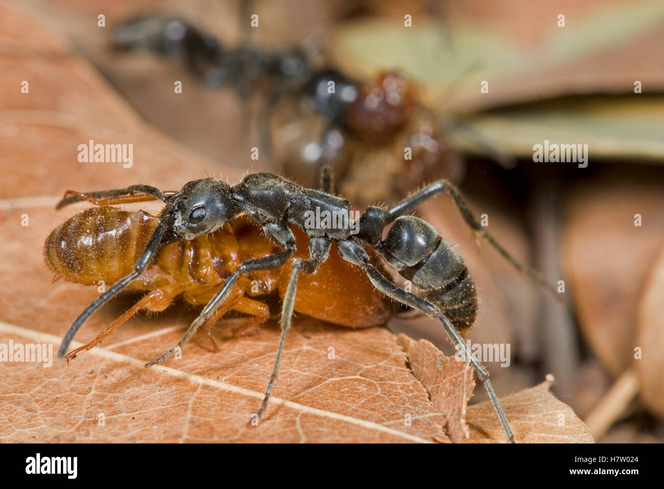 Matabele Ant (Pachycondyla analis) raiding termite colony and carrying ...