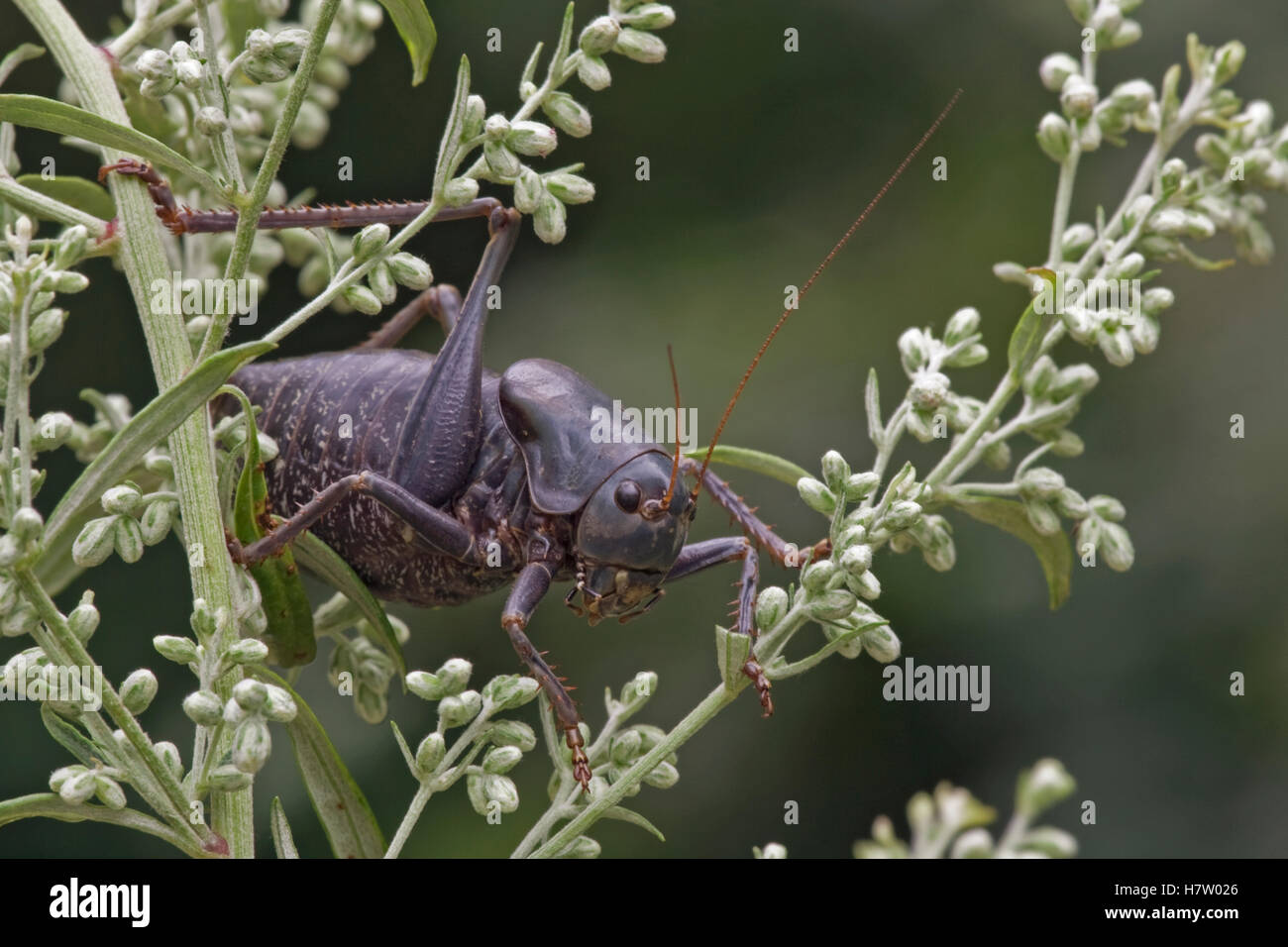 Mormon Cricket (Anabrus simplex), Grand Teton National Park, Wyoming ...