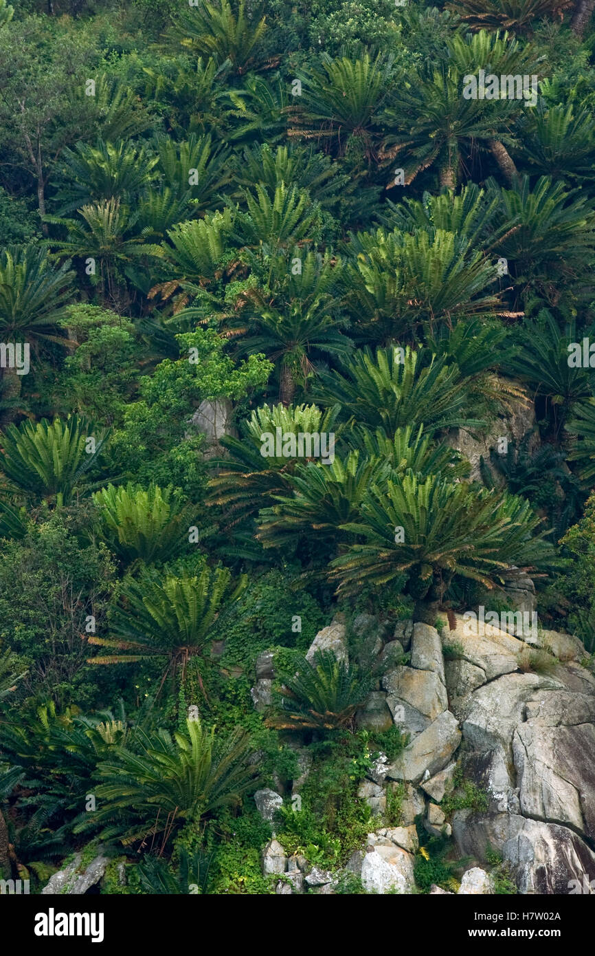 Modjadji Cycad (Encephalartos transvenosus) forest covering valley ...