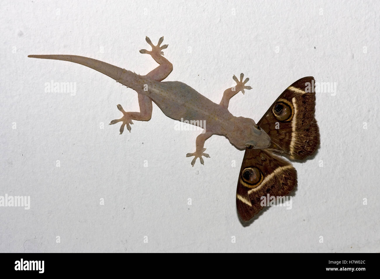 Moreau's Tropical House Gecko (Hemidactylus mabouia) catching moth ...