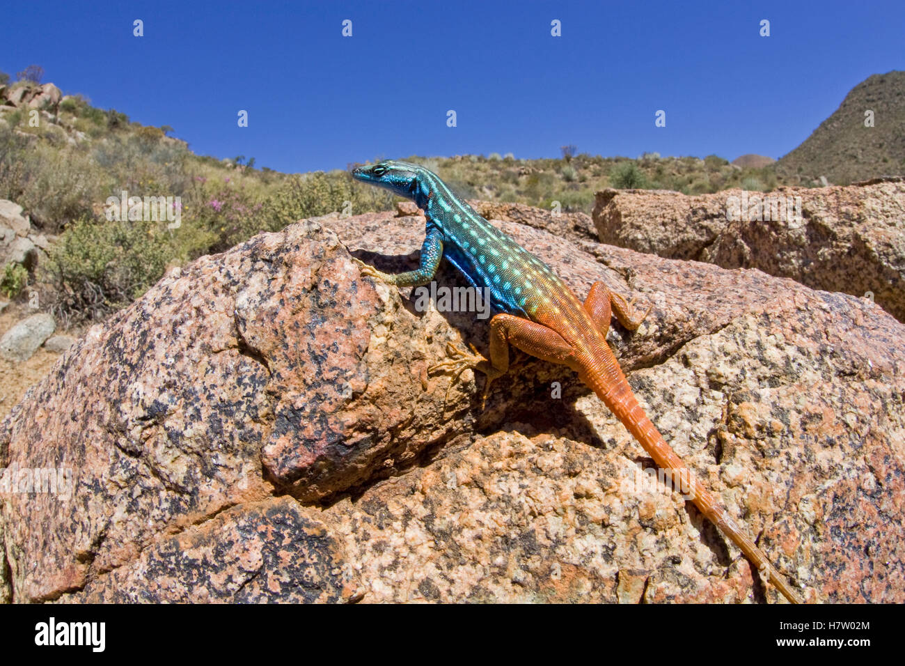 Cape Flat Lizard (Platysaurus capensis) in succulent karoo habitat ...