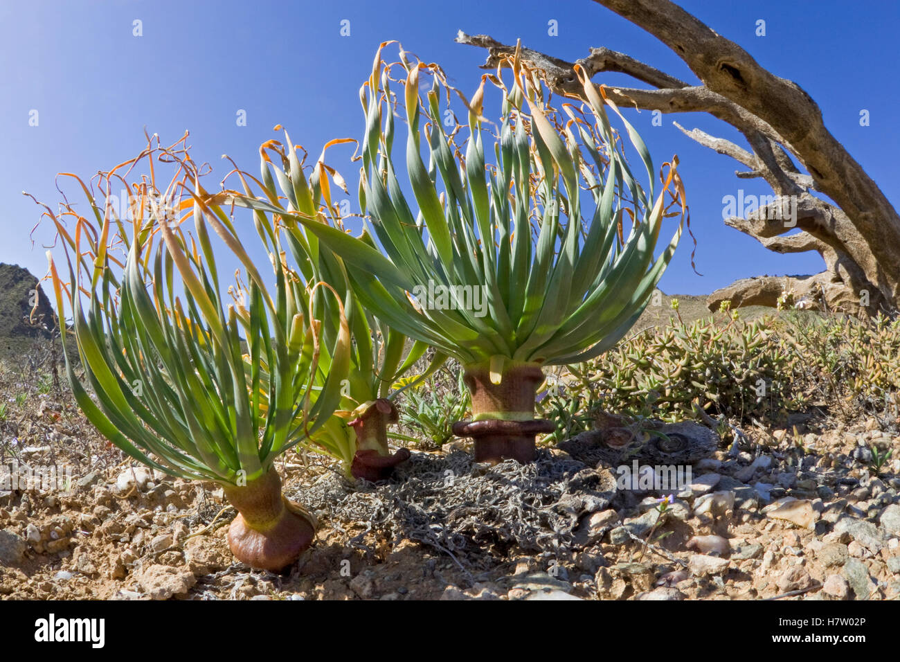 Geophyte plant in succulent karoo habitat, Richtersveld, Northern Cape ...
