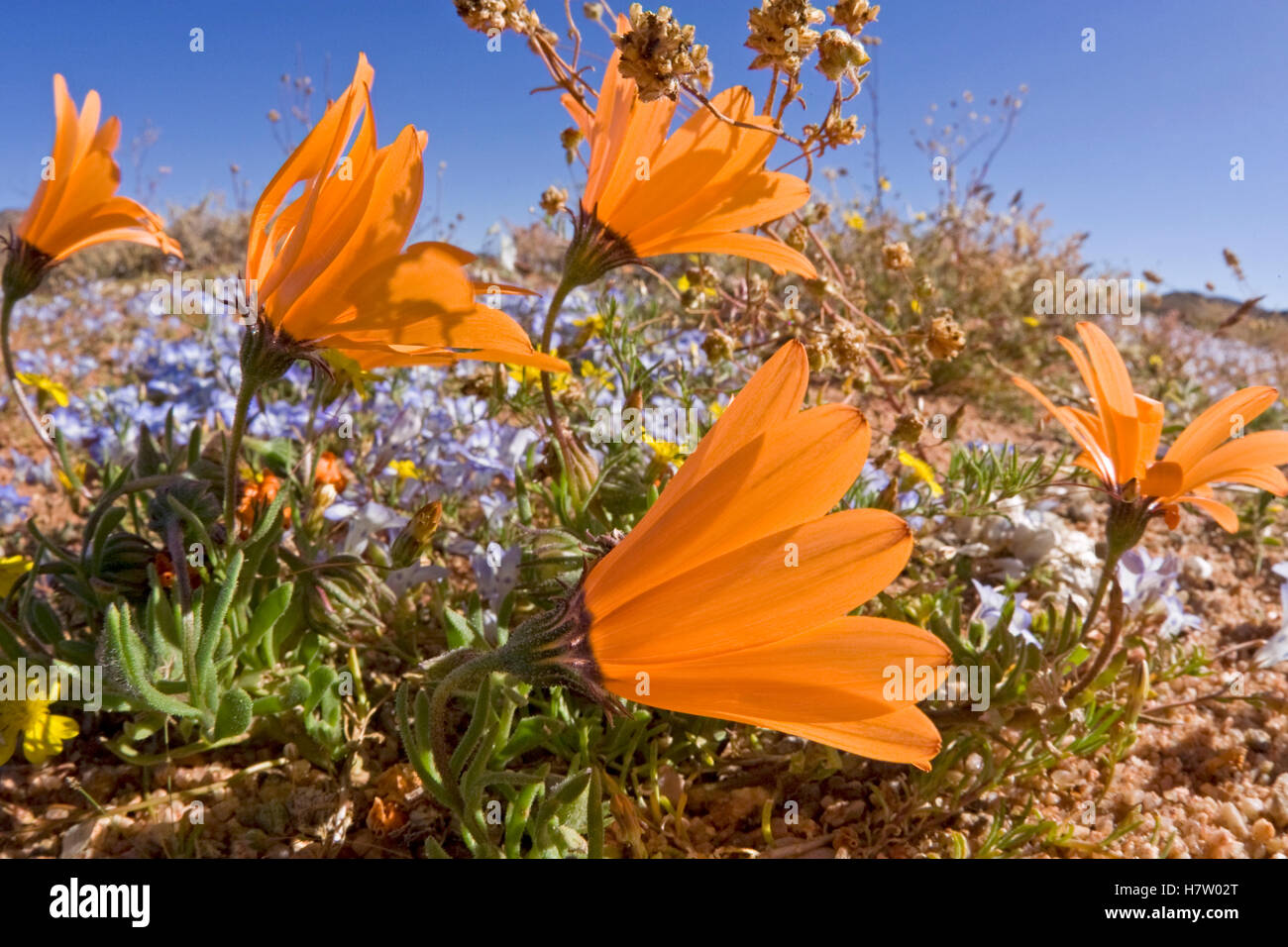 Flowers in succulent karoo habitat, Goegap Nature Reserve, South Africa ...