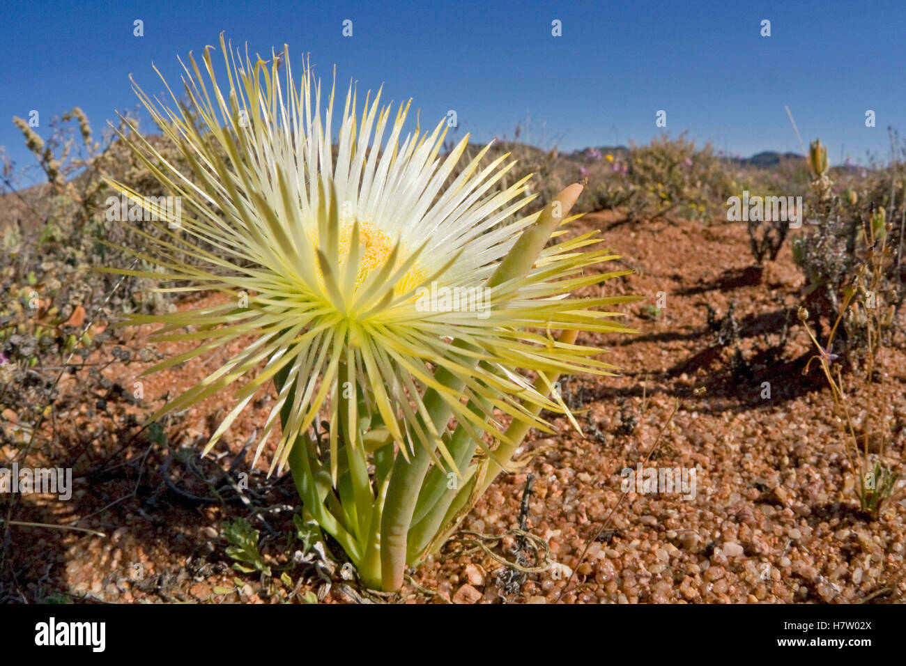 Vegetation of the succulent karoo habitat, Goegap Nature Reserve, South ...