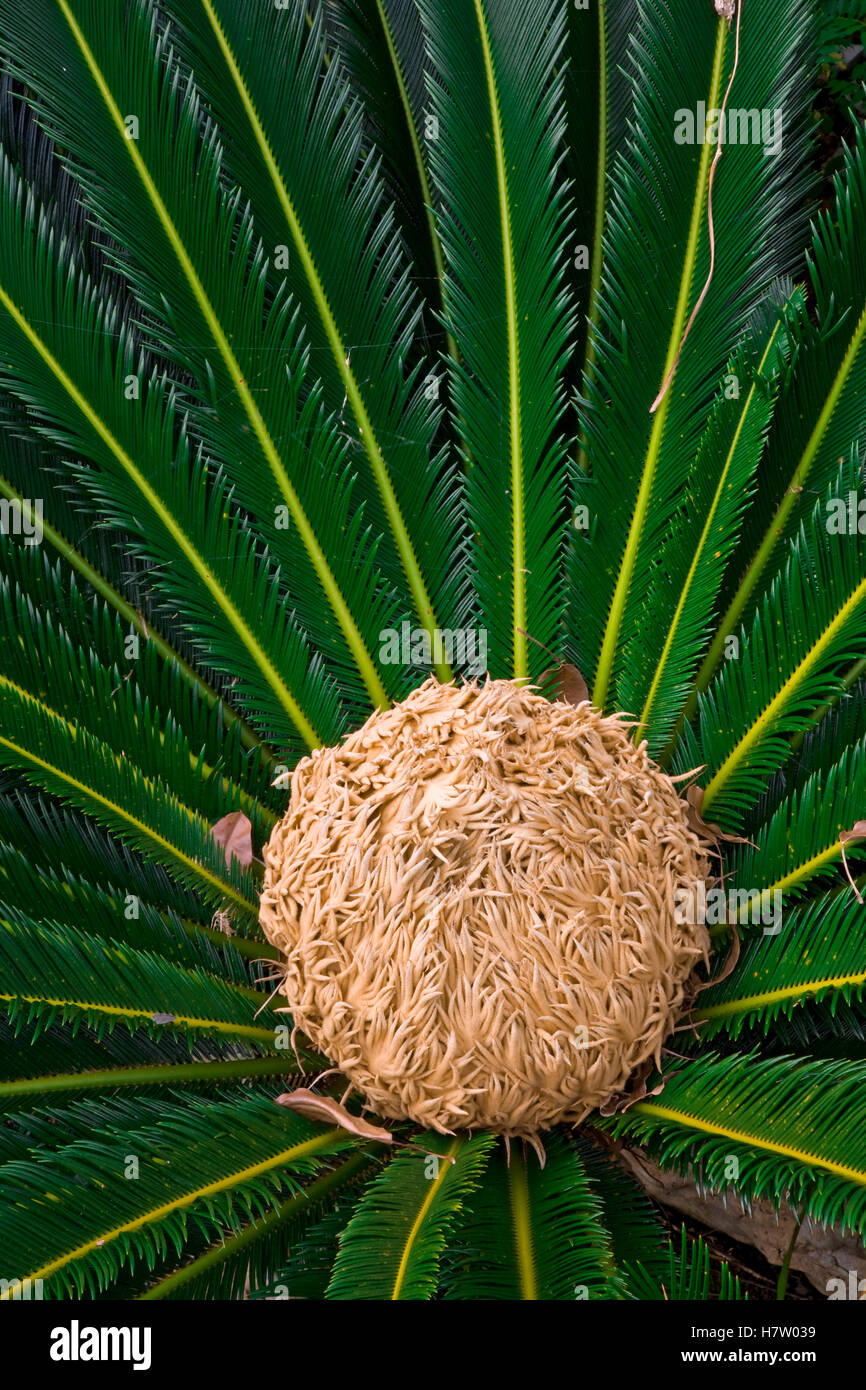 Sago Cycad (Cycas revoluta) female pseudocone, Hedo, Okinawa, Japan ...