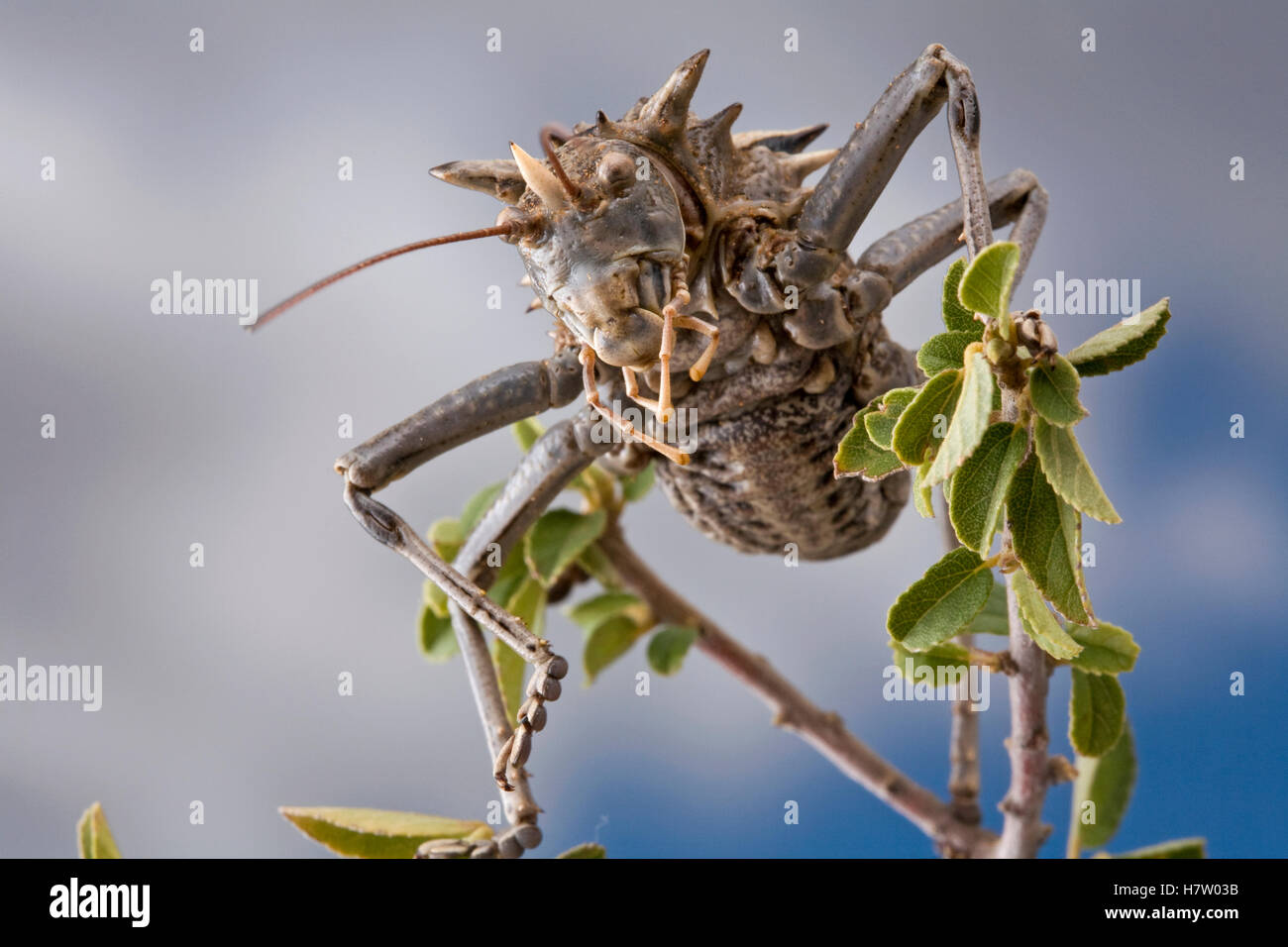 Armored Cricket (Acanthoproctus cervinus), Karoo National Park, Western ...