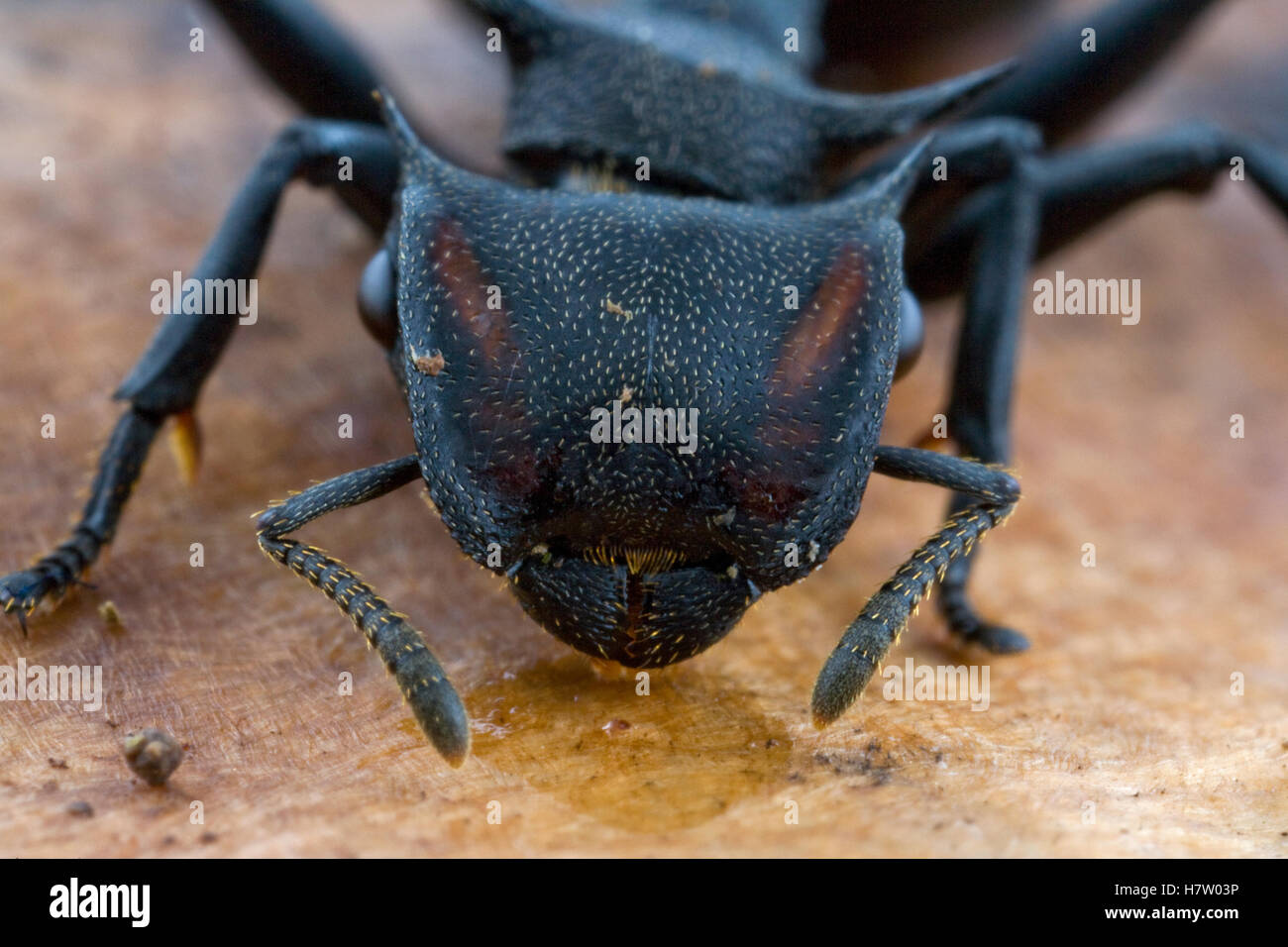 Ant (Cephalotes sp) close up, Brownsberg Reserve, Surinam Stock Photo ...