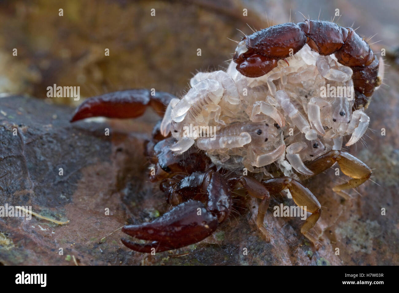 Scorpions mother carrying young where they protected by her stinger ...