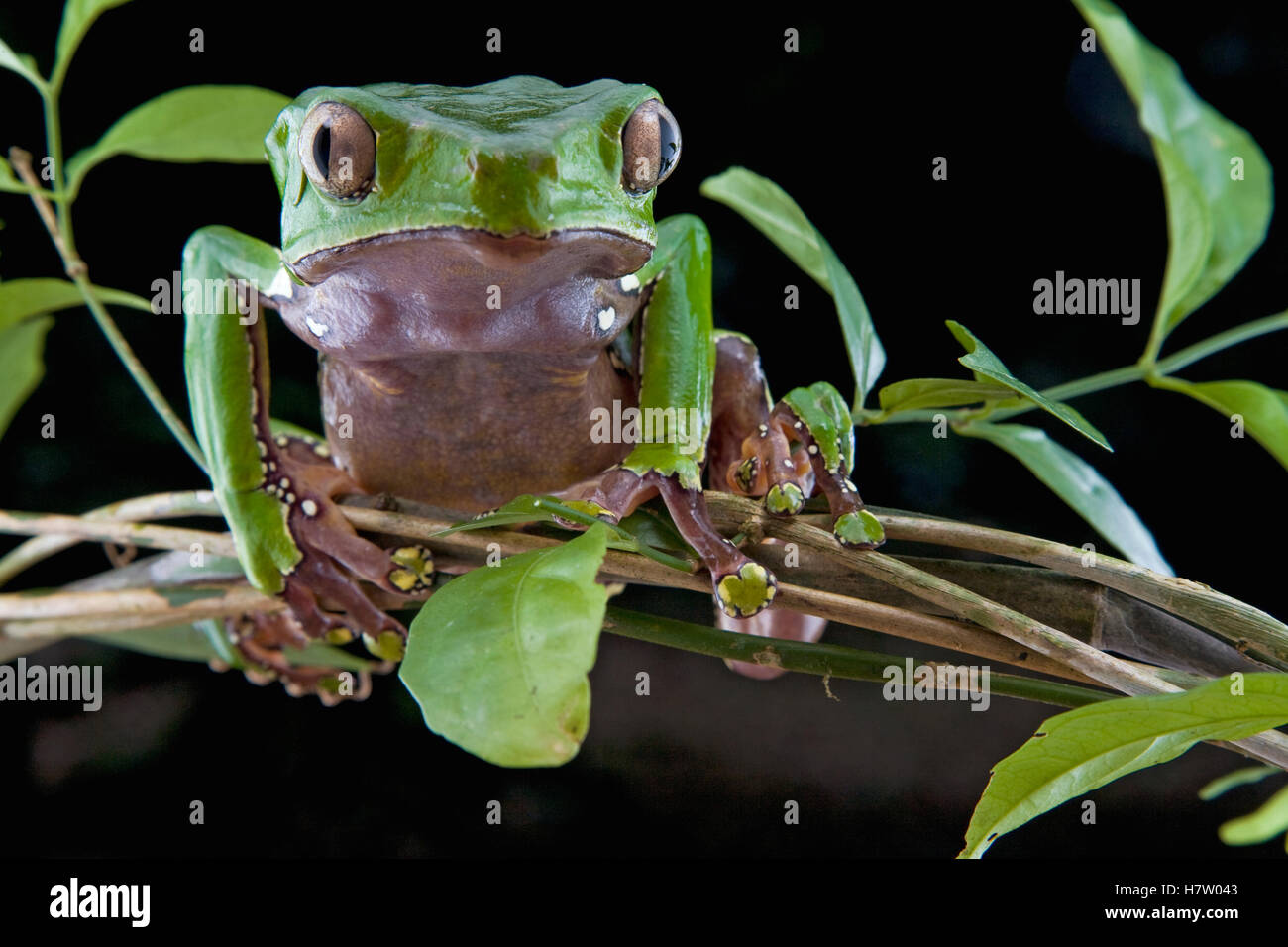 Giant Monkey Frog (Phyllomedusa bicolor) portrait, Brownsberg Reserve ...