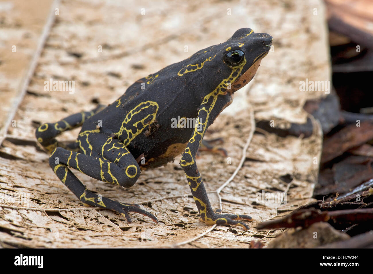 Central Coast Stubfoot Toad (Atelopus franciscus), Brownsberg Reserve ...