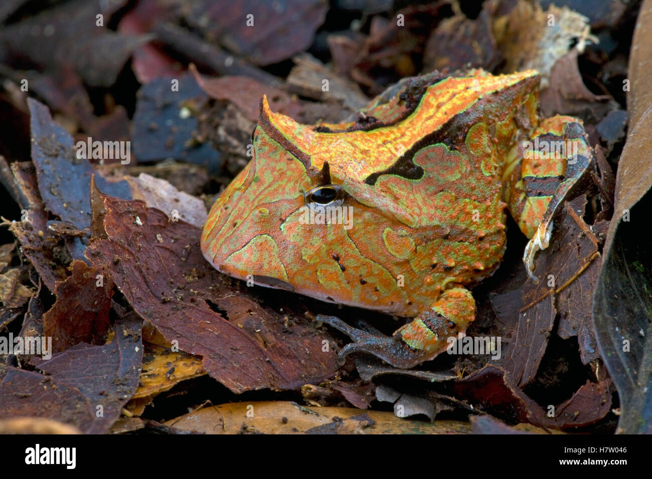 Amazon Horned Frog (Ceratophrys cornuta) camouflaged in leaf litter ...