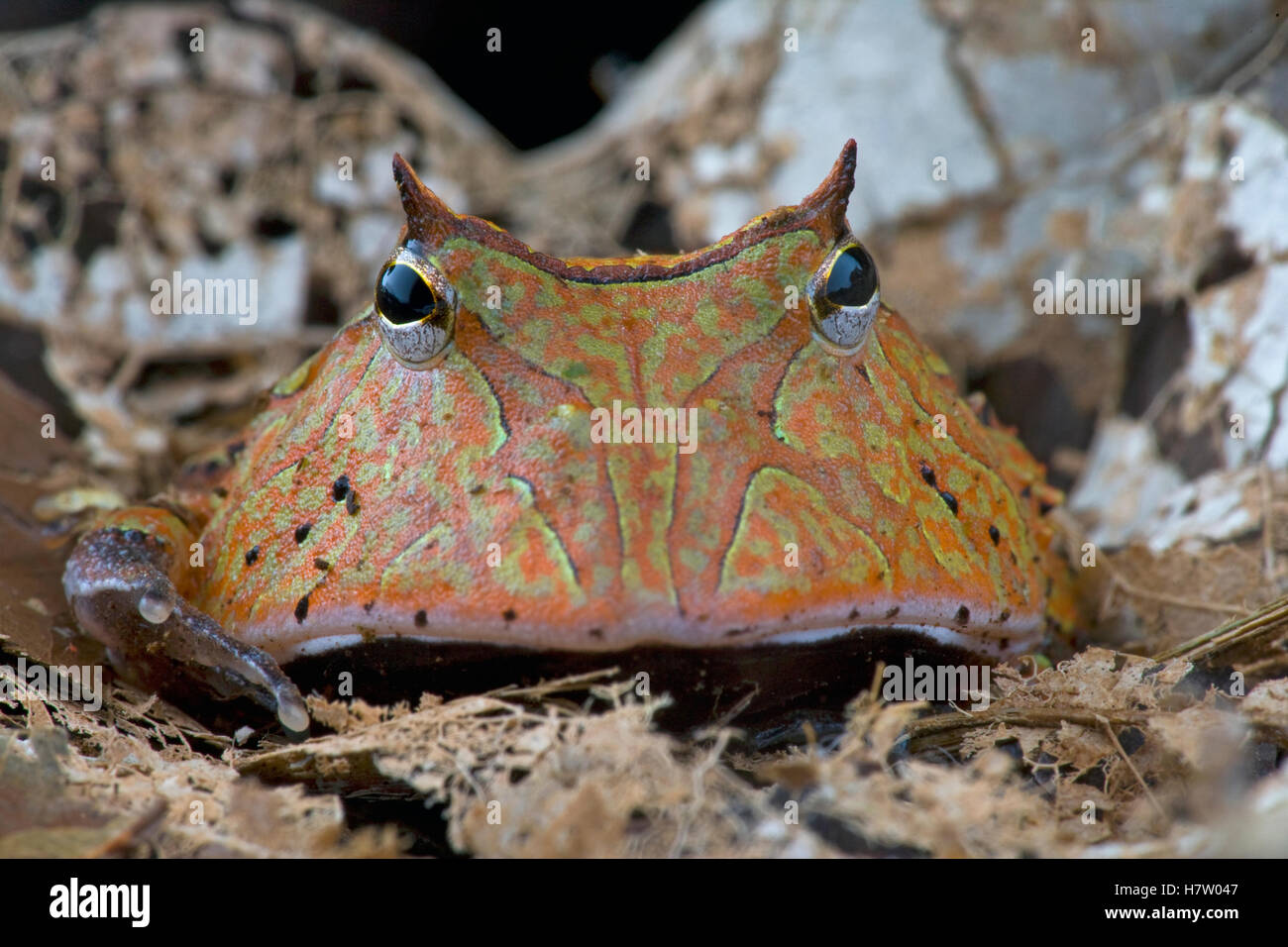 Amazon Horned Frog (Ceratophrys cornuta), Brownsberg Nature Park ...