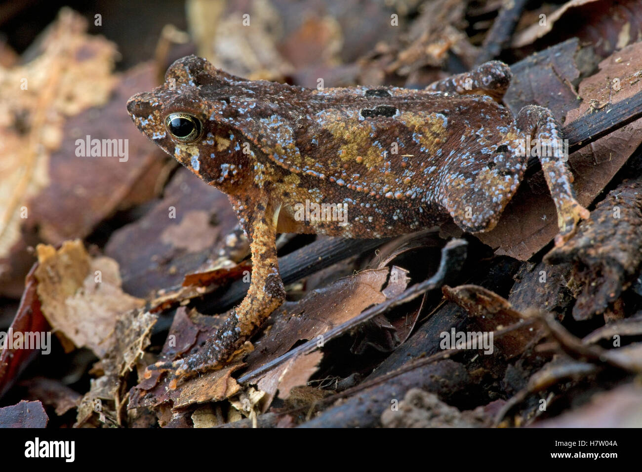 Crested Forest Toad (Bufo margaritifer) camouflaged in leaf litter ...