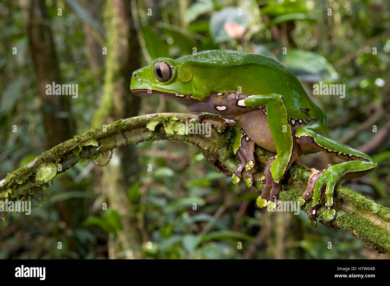 Giant Monkey Frog (Phyllomedusa bicolor), Brownsberg Reserve, Surinam ...