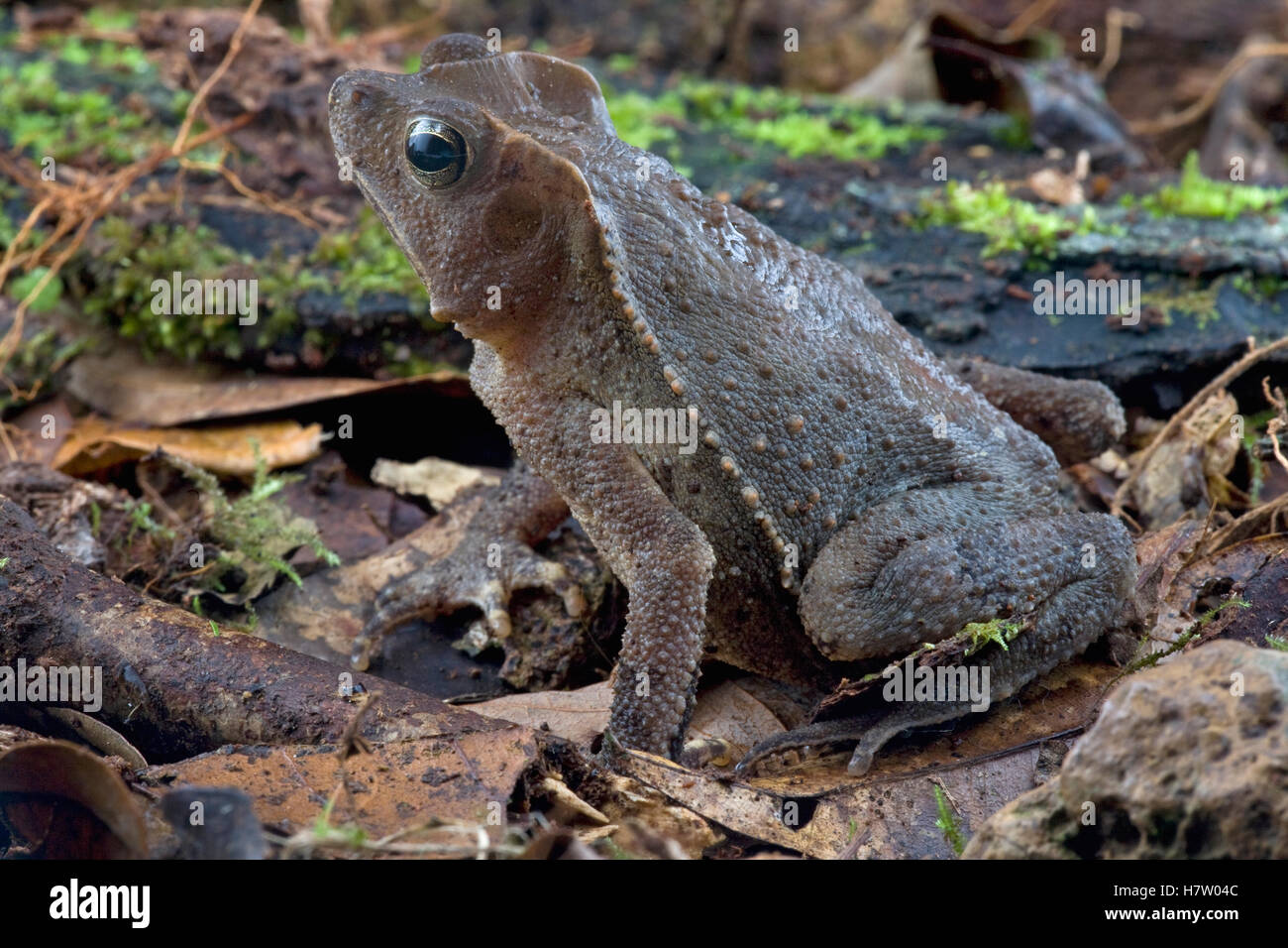 Crested Forest Toad (Bufo margaritifer) camouflaged in leaf litter ...