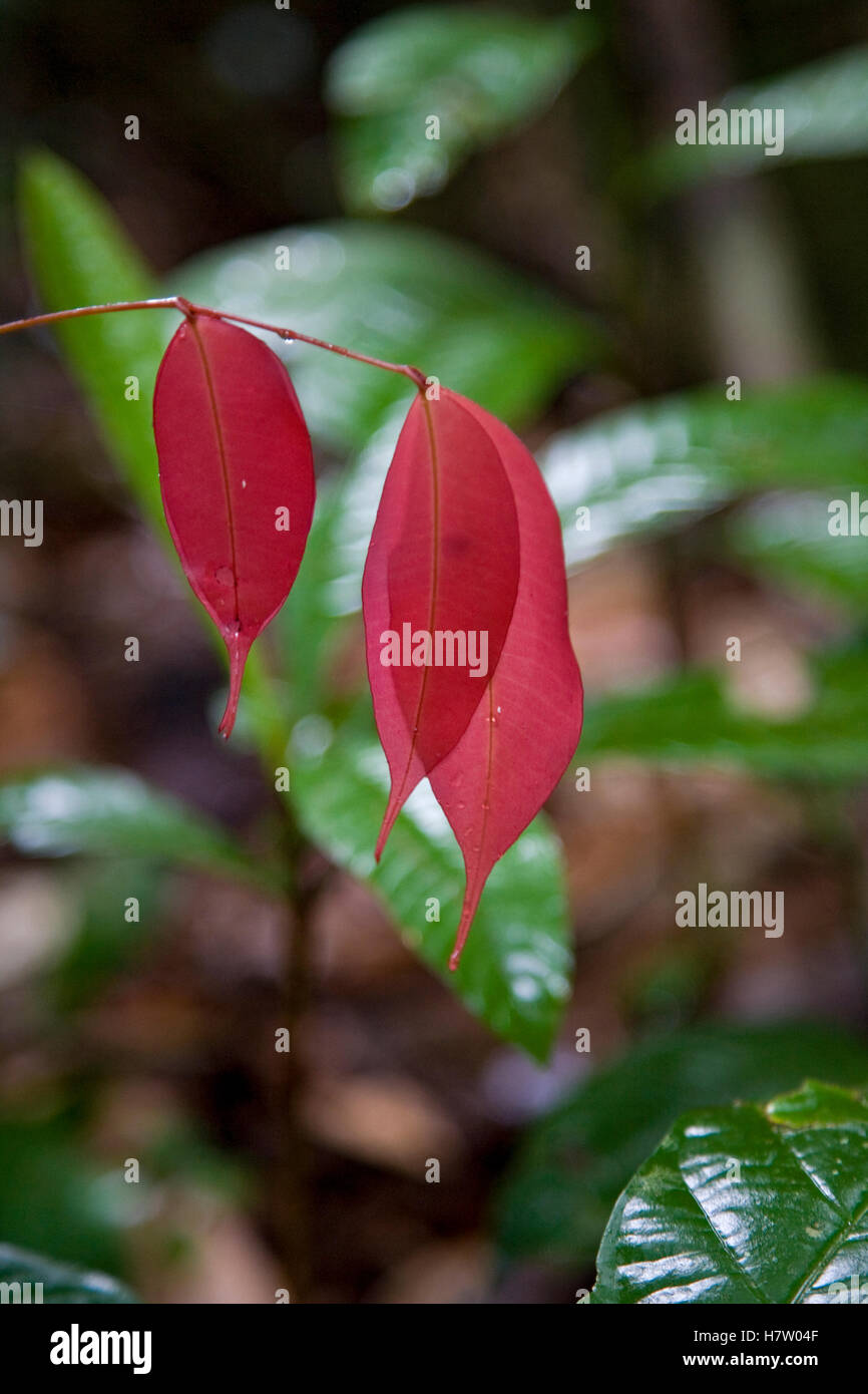 Pink leaves - young leaves of many rainforest plants lack chlorophyl ...
