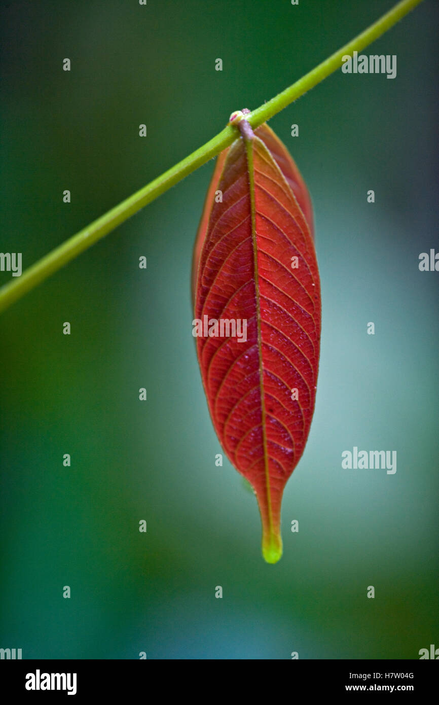 Pink leaf - young leaves of many rainforest plants lack chlorophyl ...