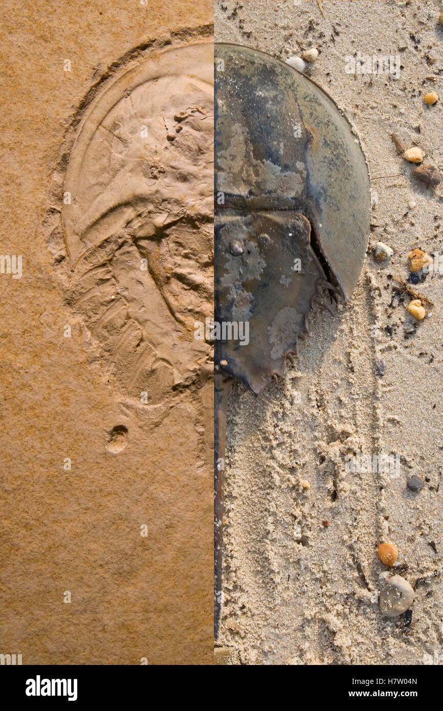 Horseshoe Crab (Limulus polyphemus) and extinct Horseshoe Crab ...