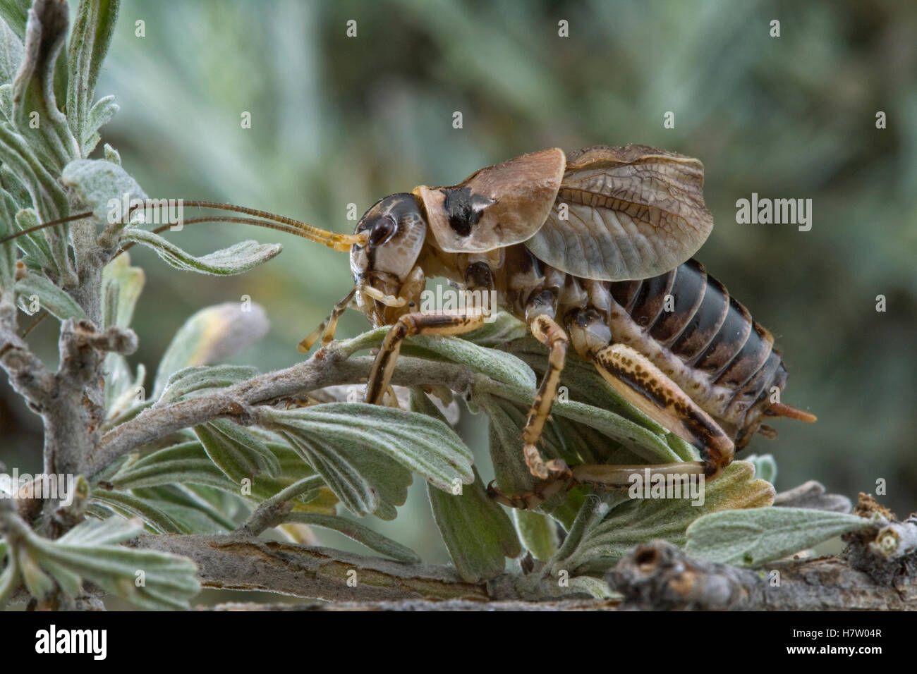 Sagebrush Grig (Cyphoderris strepitans) cricket, Grand Teton National ...