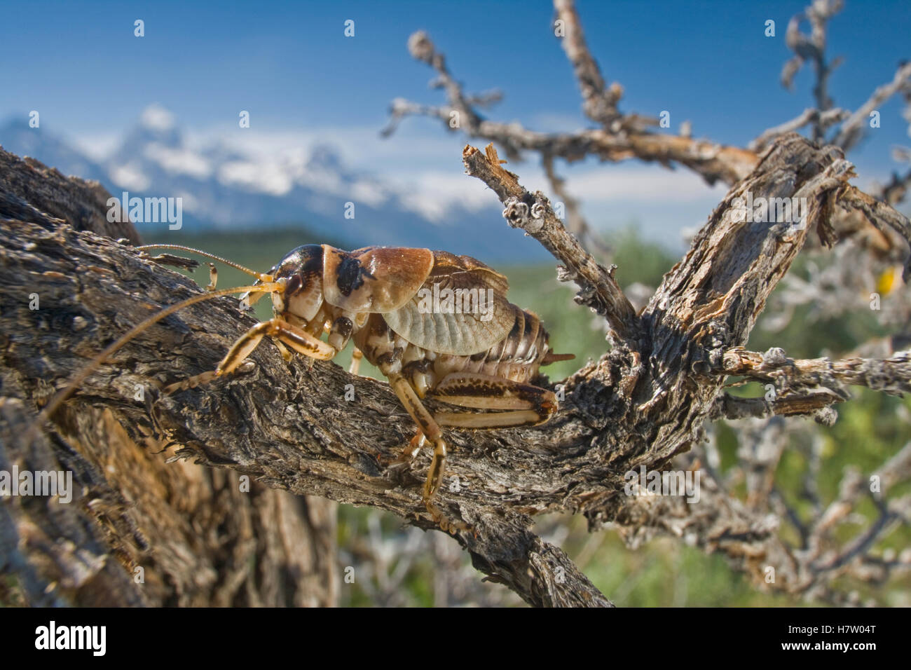 Sagebrush Grig (Cyphoderris strepitans) male, Grand Teton National Park ...