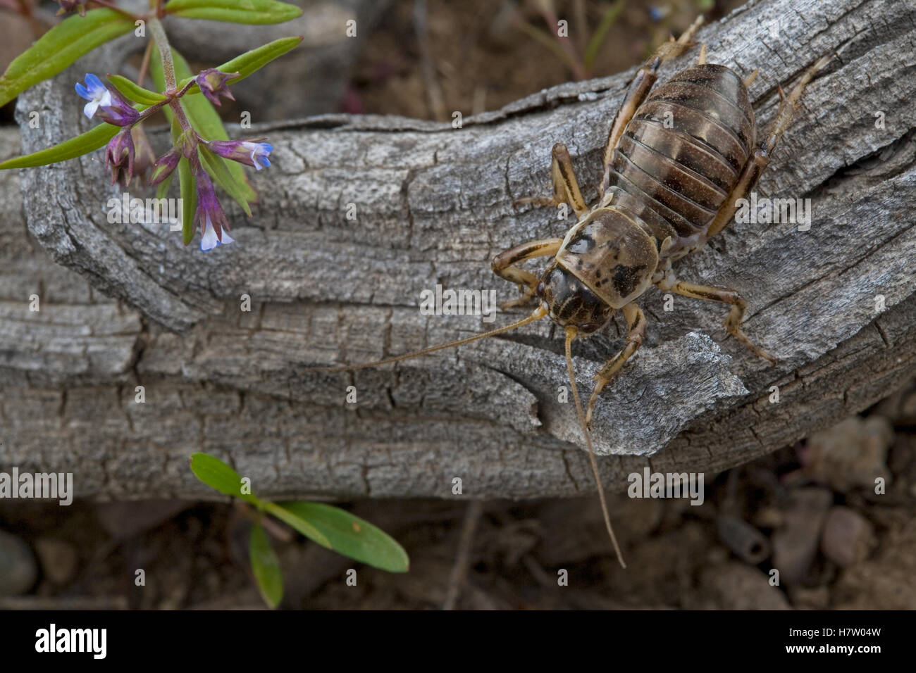 Sagebrush Grig (Cyphoderris strepitans) female, Grand Teton National ...