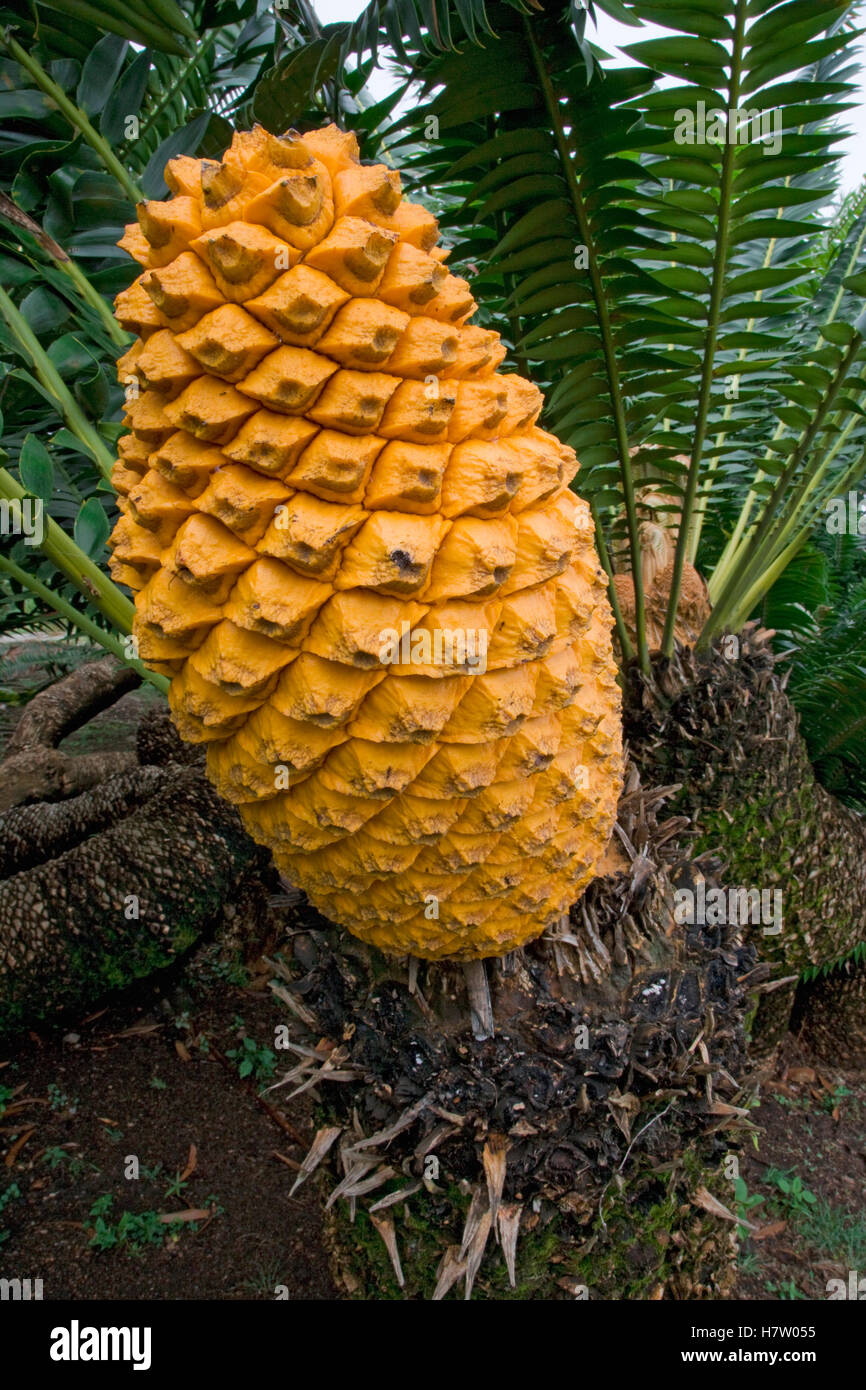 Modjadji Cycad (Encephalartos transvenosus) female cone, Modjadji Cycad ...