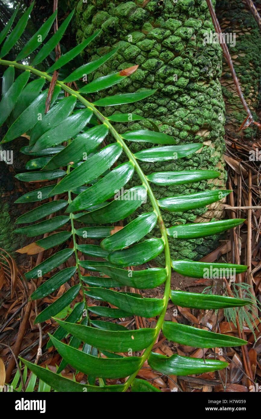 Cycad (Cycas sp) new leaf, Modjadji Cycad Reserve, Limpopo, South ...