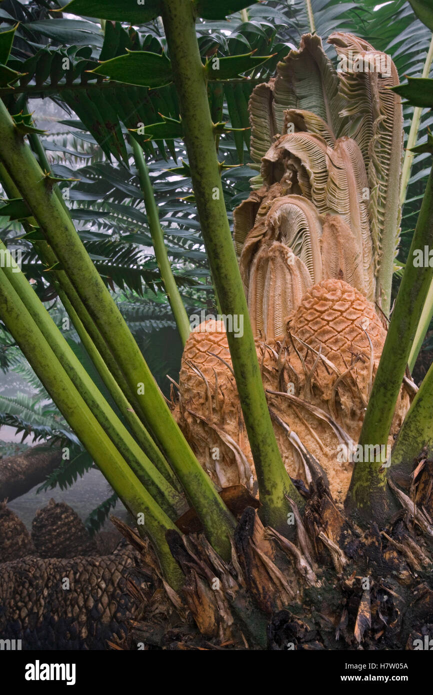 Modjadji Cycad (Encephalartos transvenosus) young female cones and new ...