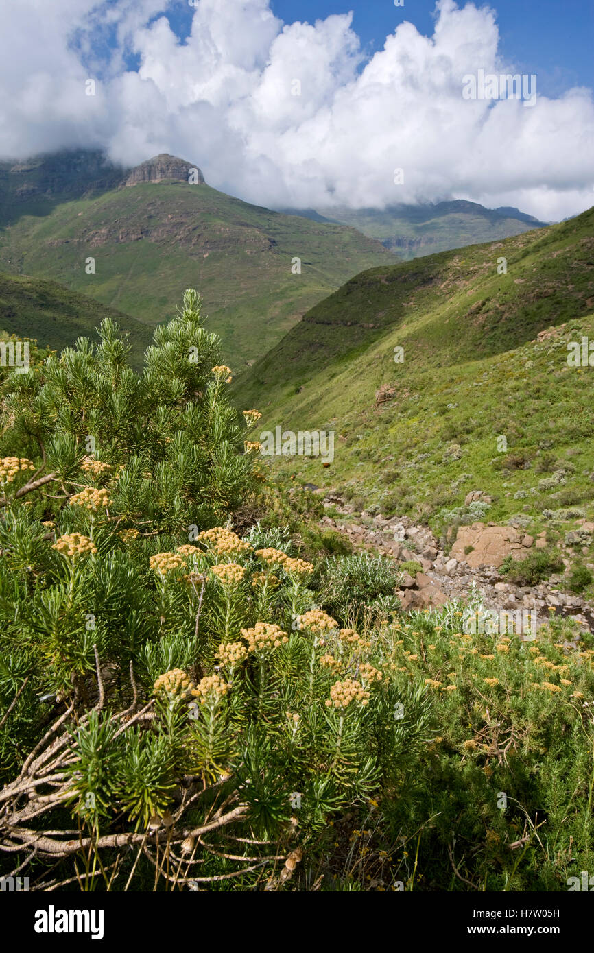Montane habitat, Maloti Mountains, Lesotho, South Africa Stock Photo ...