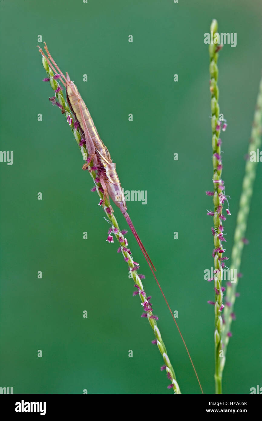 Katydid (Conocephalus sp) camouflaged on grass, Golden Gate Highlands ...