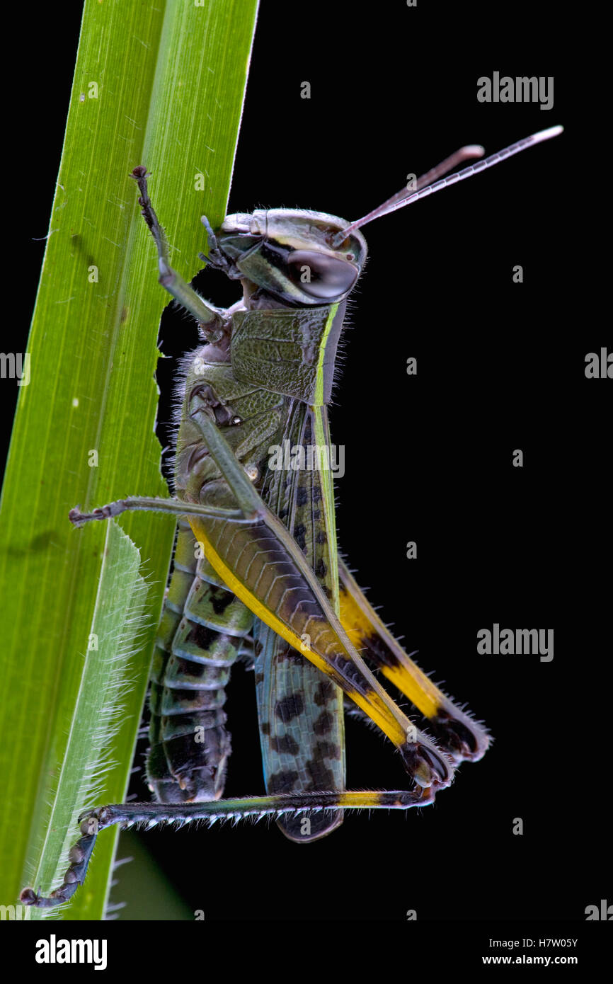 Grasshopper, Ingeli Forest, Kwazulu Natal, South Africa Stock Photo - Alamy