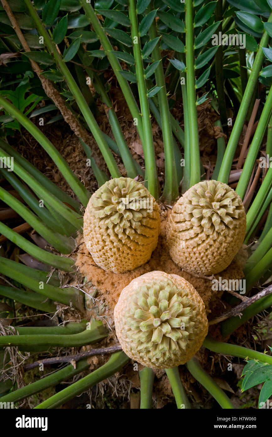 Modjadji Cycad (Encephalartos transvenosus) male cones, Mkambati Nature ...