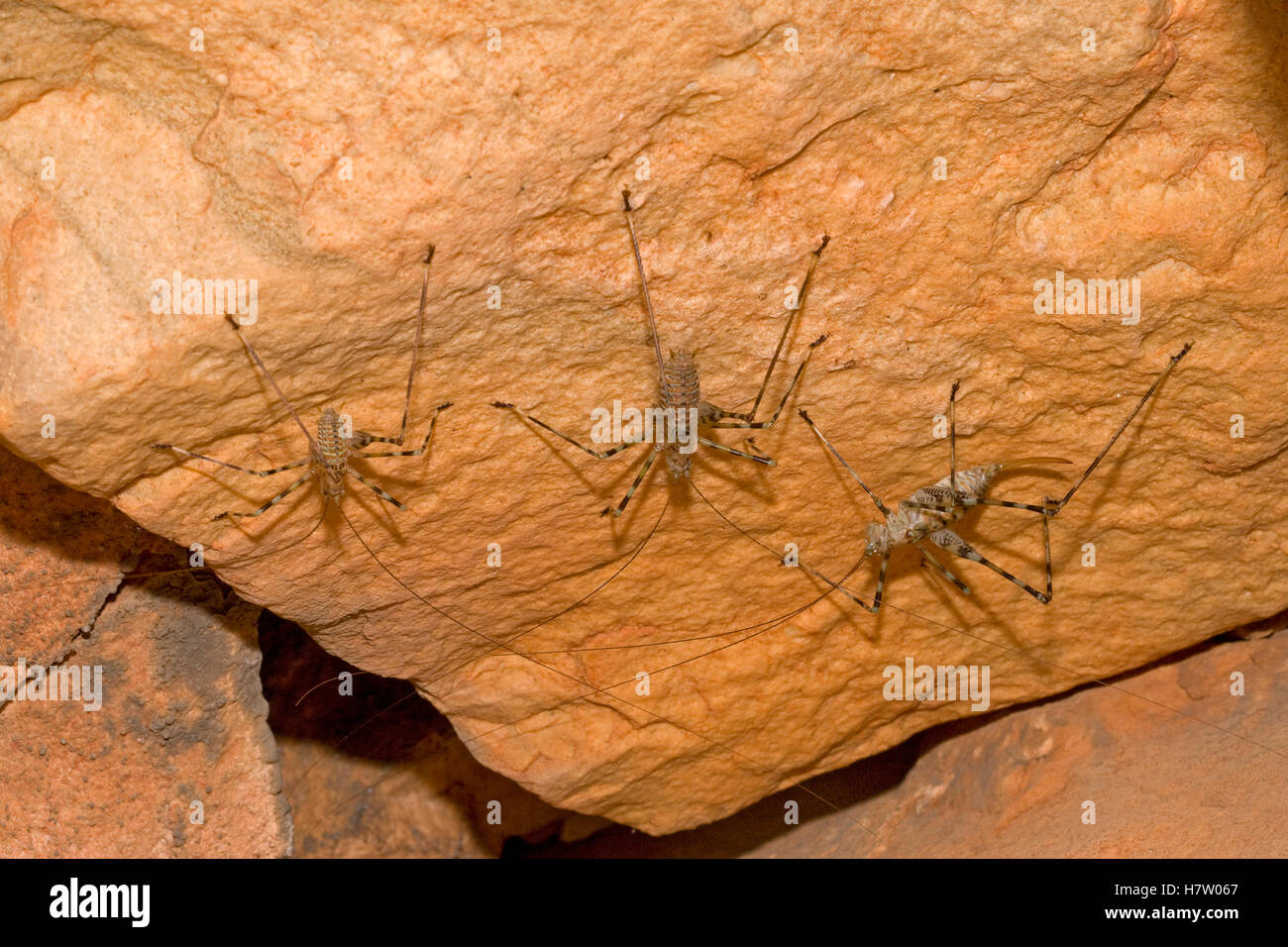Cedarberg Katydid (Cedarbergeniana imperfecta) trio, are endemic to one ...